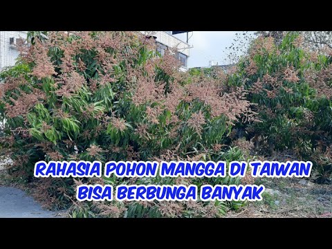 Rahasia Pohon Mangga Di Taiwan Bisa Berbunga Banyak - YouTube