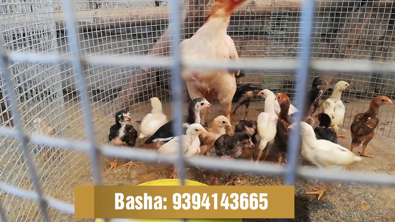 One Month chicks available in JBR Farms. 250/- each chick. PH ...