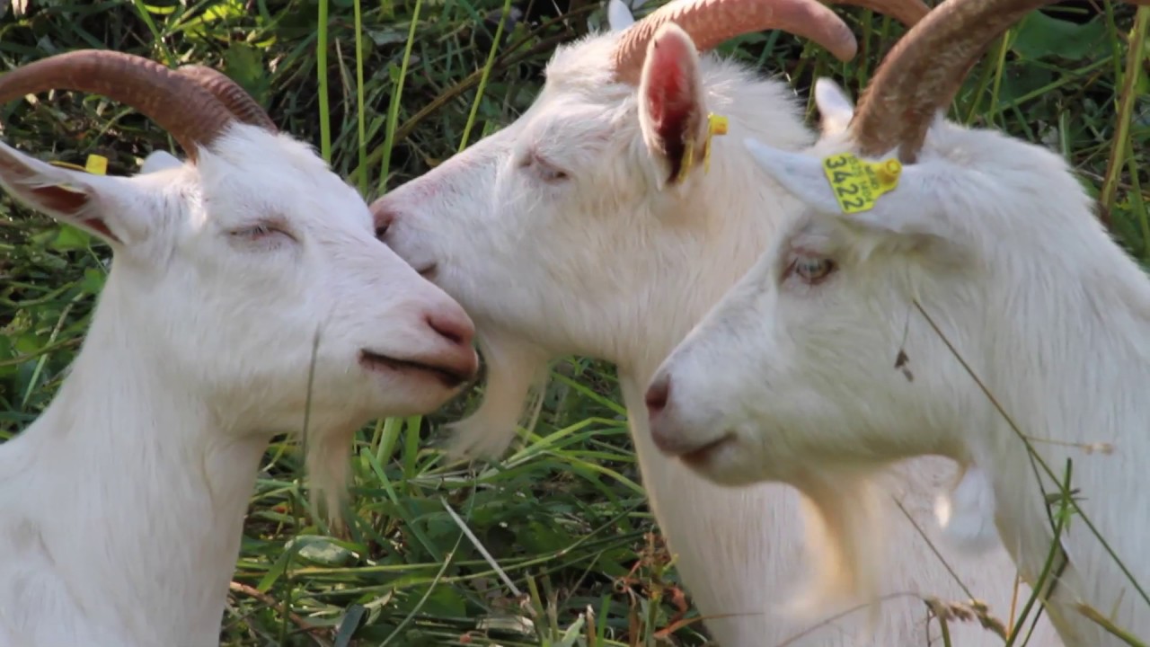 Geirangerfjord Goats - Geiranger, Norway - YouTube