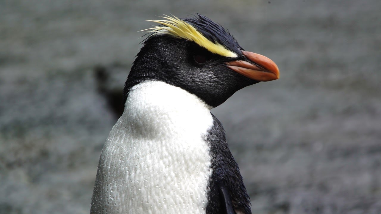 Fiordland Crested Penguins / Tawaki – best clips (6 mins) - YouTube