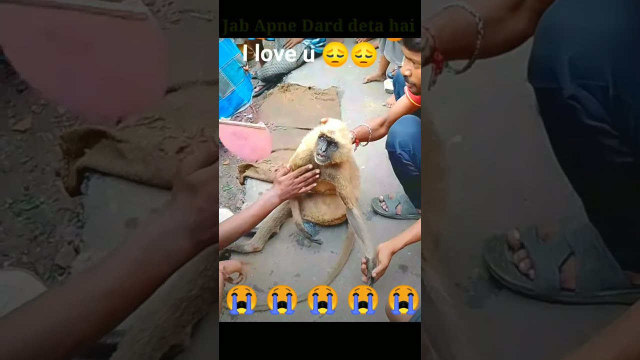 Monkey Sad status 🐒 Monkey chest pain / Mankey Short Video #shorts #monkey #animal #sadstatus ...