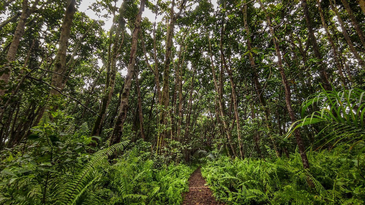 Josani Forest - the home of red colobus monkeys. Zanzibar, Tanzania ...