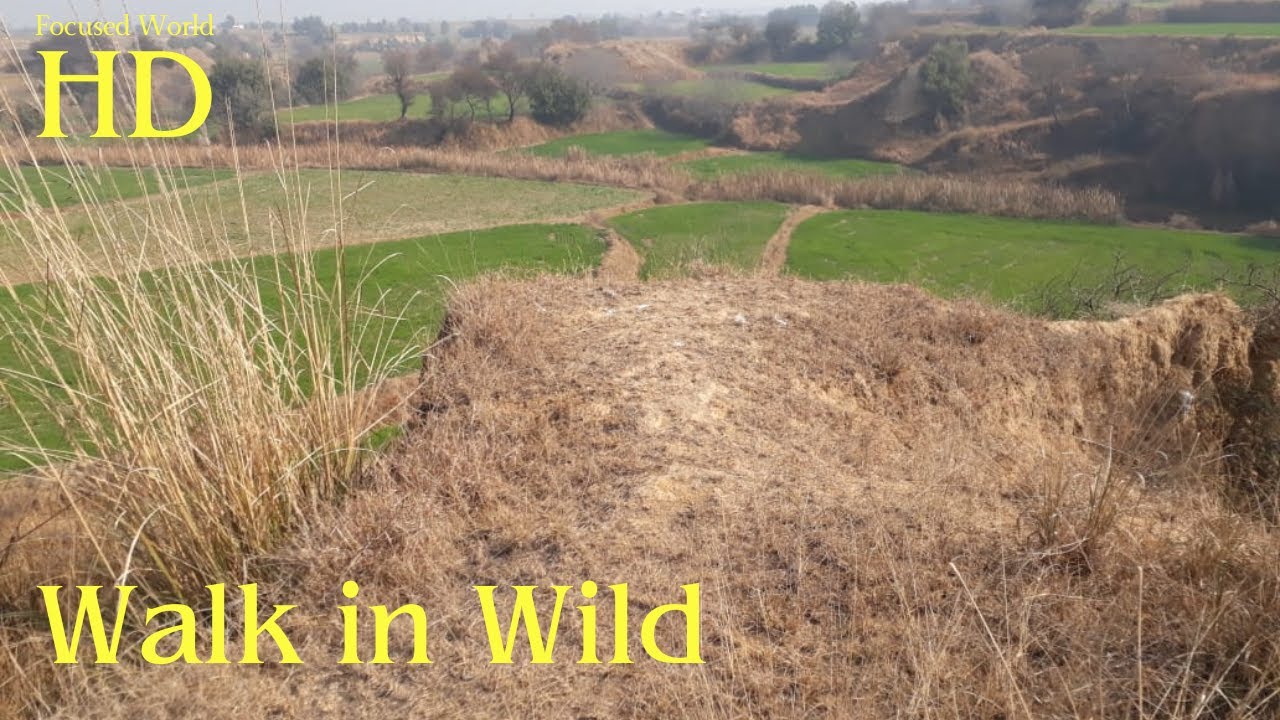 Walk in Wild | Wild Walk | Walk in Woods | Jungle Walk | Nature Walk ...