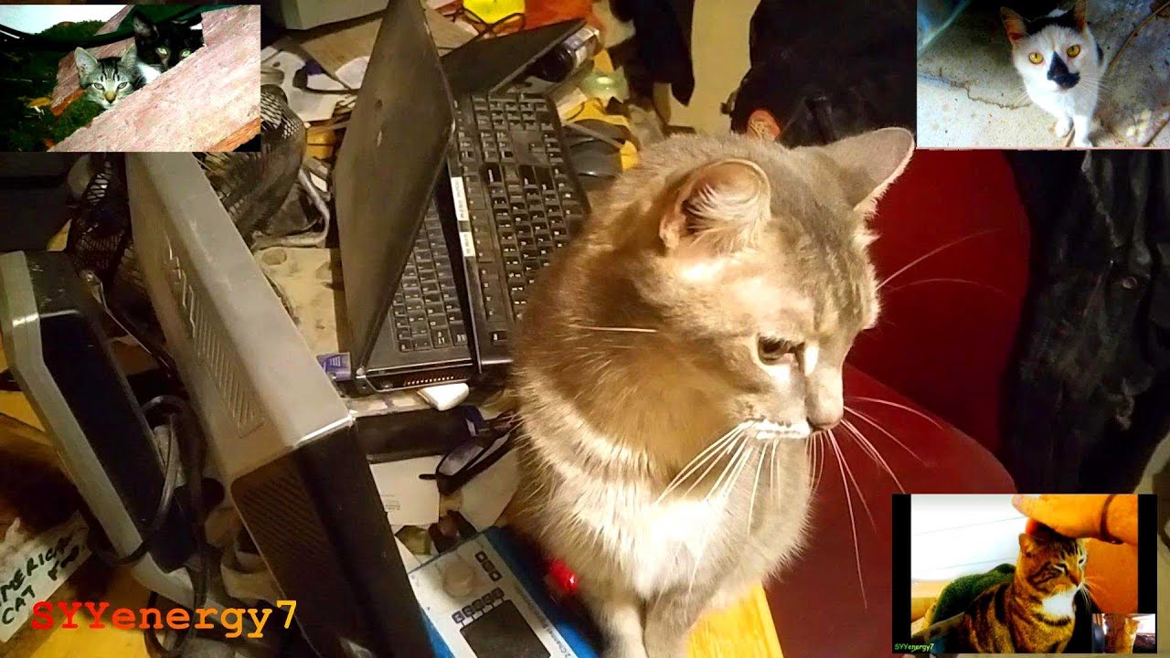 'PUTIN the CAT' , BIRTHDAY, 8 Years Old - YouTube