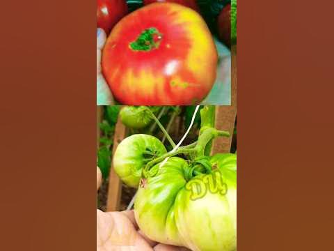 Крупноплодные Томаты - лучшие сорта! Король ананас! - YouTube