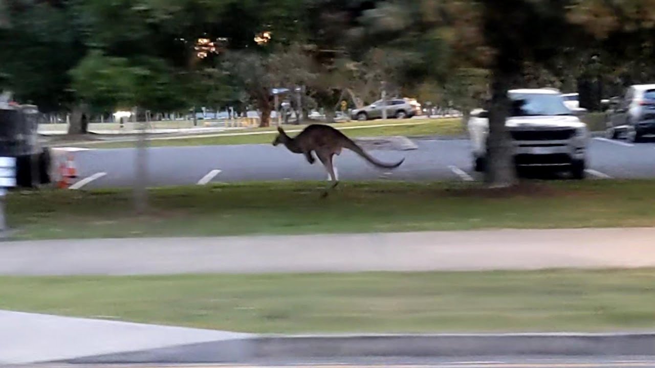 KANGAROO JUMPING AROUND THE STREETS OF AUSTRALIA ONLY IN AUSTRALIA MOM ...