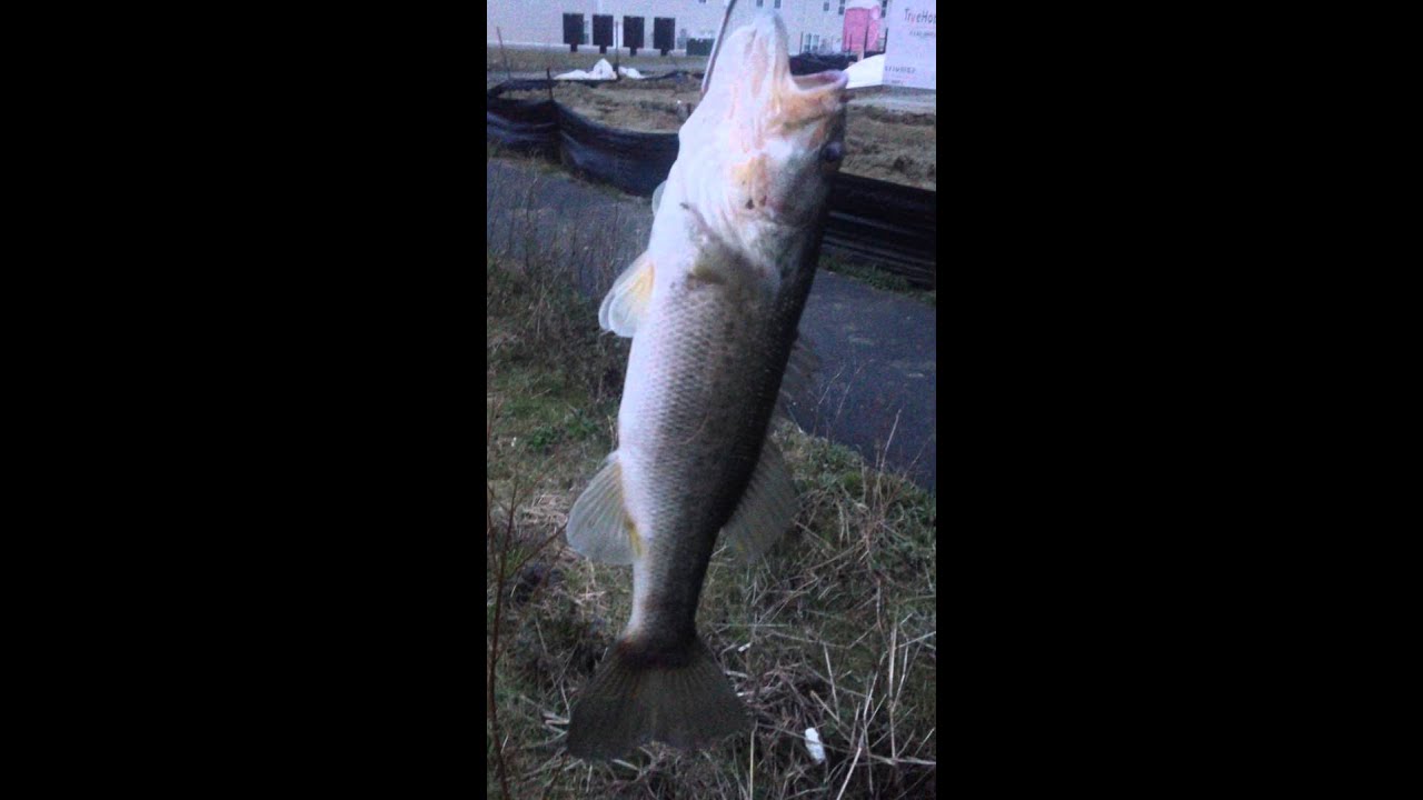 small 1 pound bass in 29 degree weather - YouTube