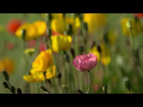 pink flower clouse