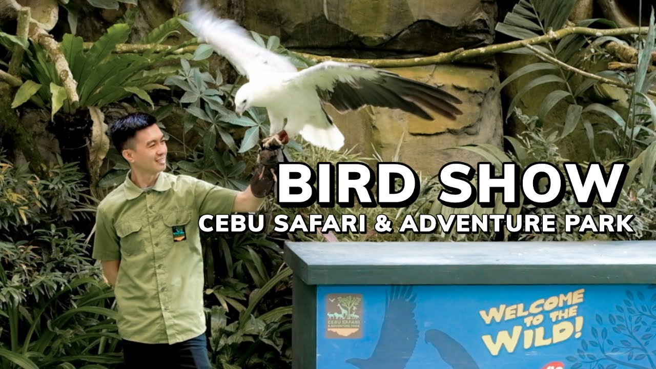 BIRD SHOW 2022 | CEBU SAFARI AND ADVENTURE PARK - YouTube