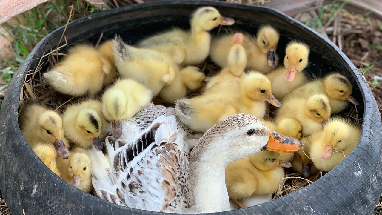 Wow ! Many Ducklings || Amazing Duck Videos - YouTube