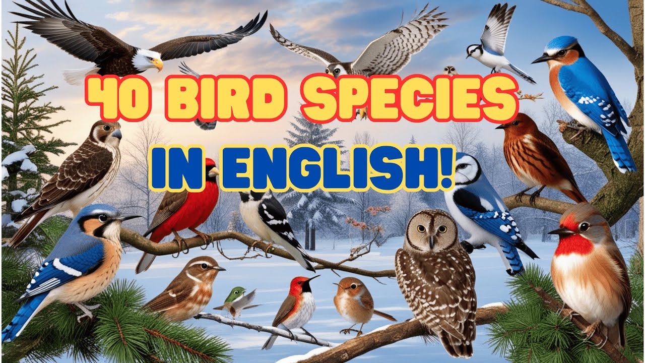 🚀 40 Bird Species in English – Learn Bird Names Easily | DUY PRO AI ...
