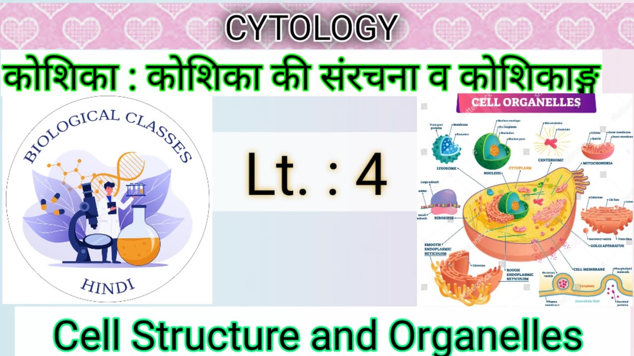 Cell:Cell Wall Structure & Function/कोशिका भित्ति की संरचना व कार्य ...