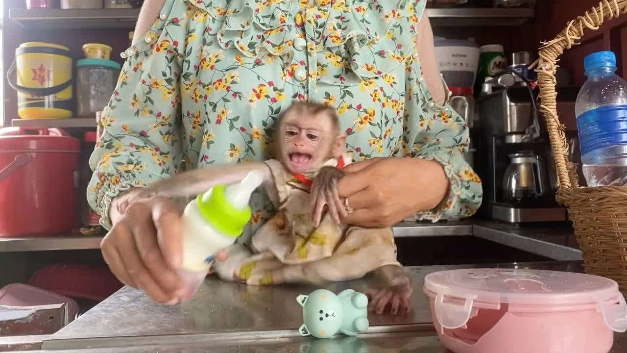 Little Liora Throws a Tantrum, Craving Milk but Refusing to Wait for ...