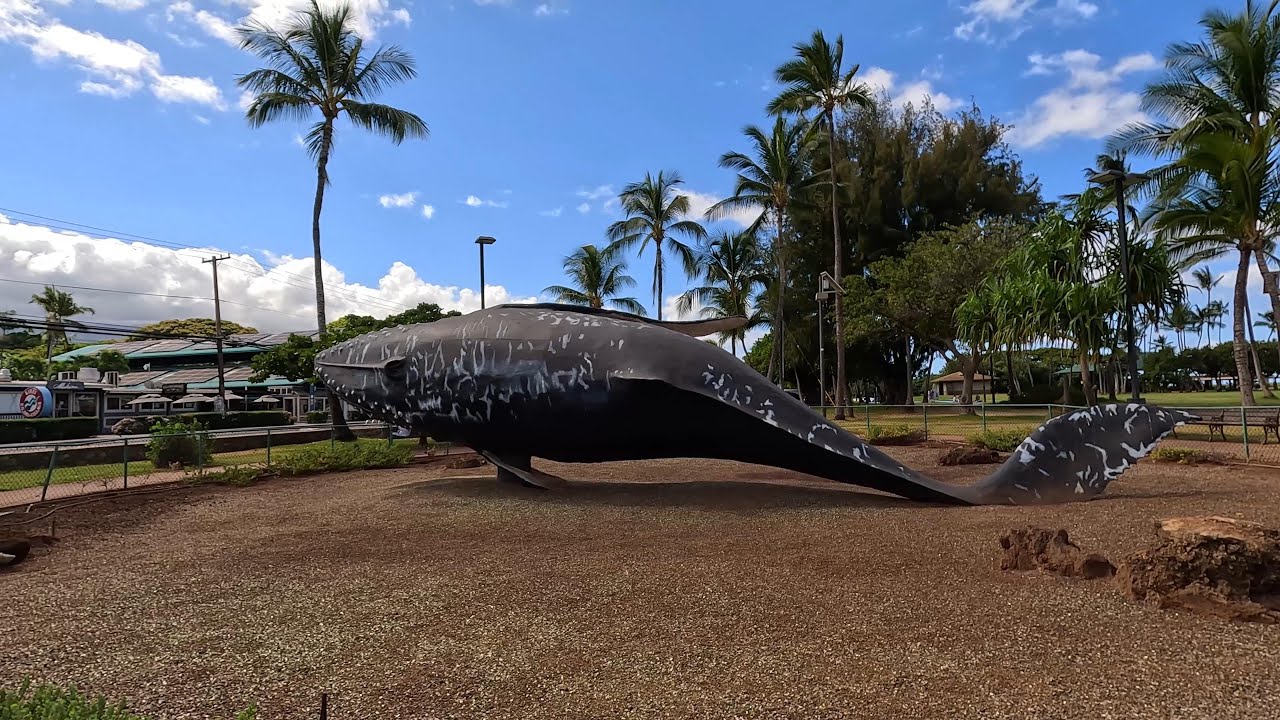 Walking Tour - Cove Park to Kalama Park Kihei Maui Hawaii 2023 - YouTube