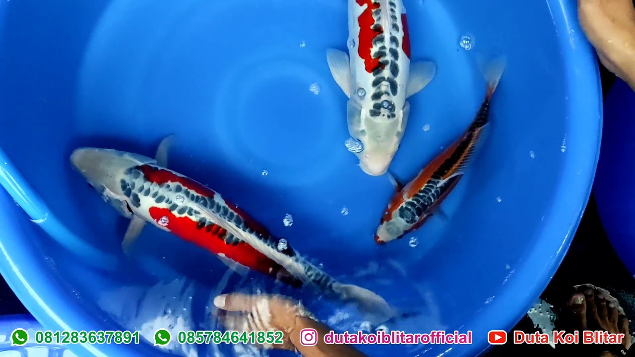 Memilih Ikan Koi SHUSUI Bagus | JUAL IKAN KOI BERKUALITAS - YouTube