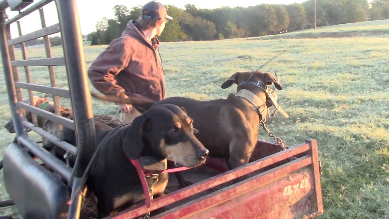 Hog Dogs in Action - YouTube
