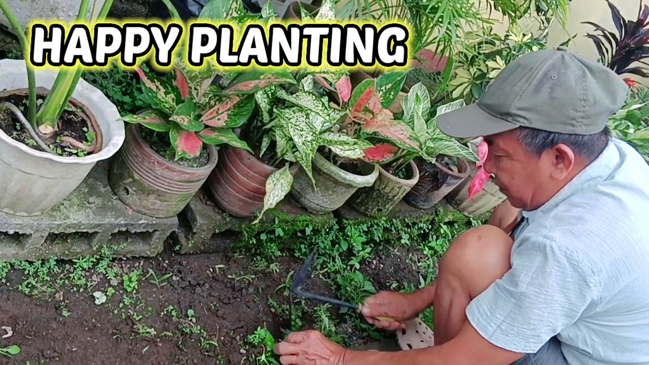 Ornamental plant happy planting - YouTube