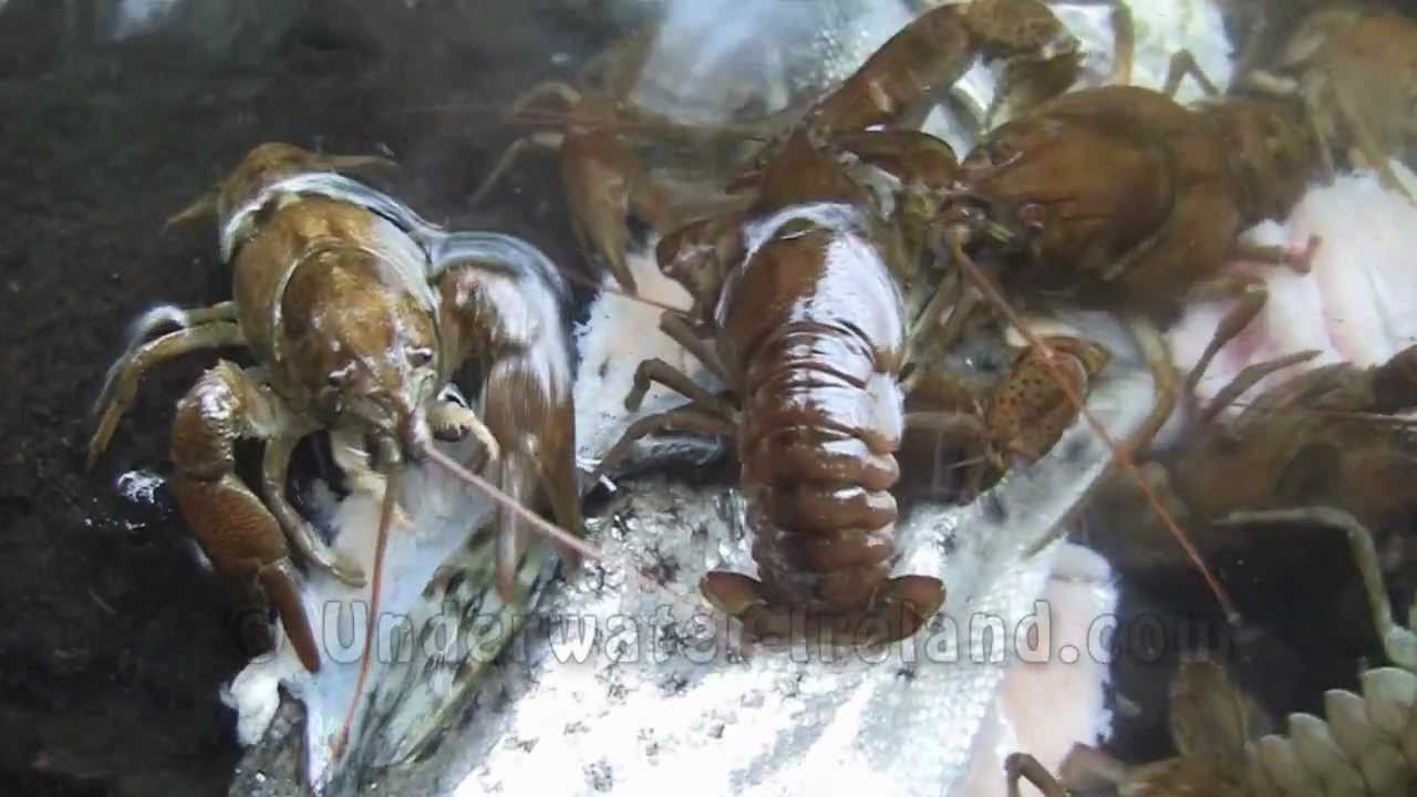 Freshwater crayfish feeding on a dead fish (раки и рыба ザリガニ 海の怪獣 ...
