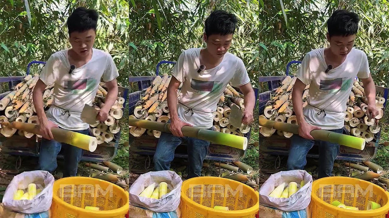 How To Cutting Bamboo Shoot Professional P137 - YouTube