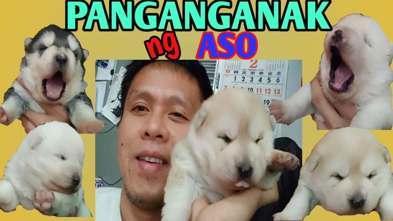 Panganganak ng ASO @BOSSIONGtv - YouTube