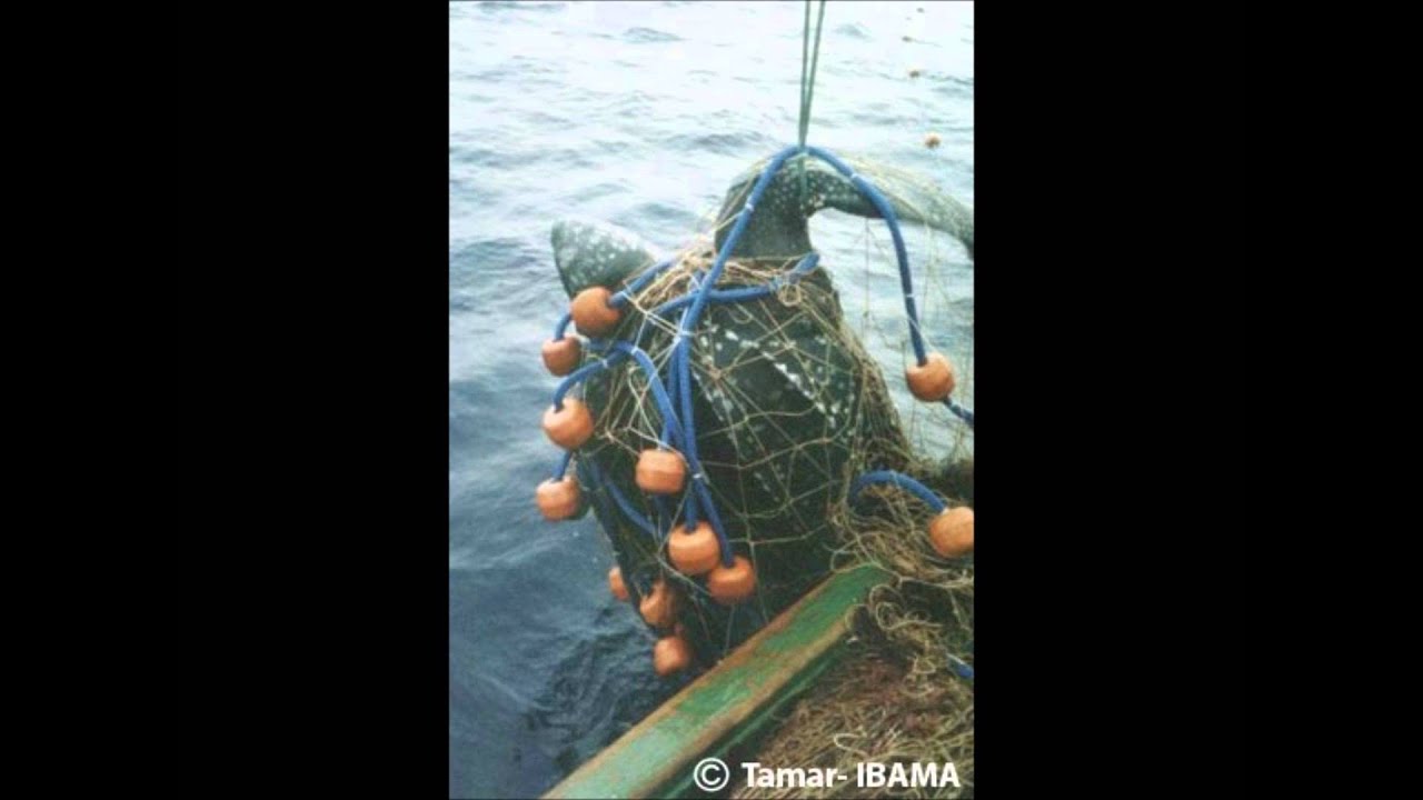 Sea Turtle Bycatch - YouTube