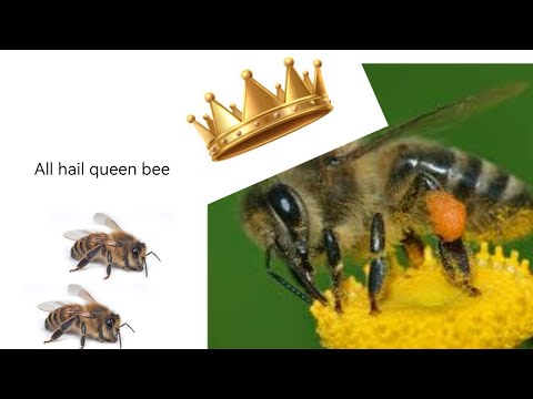 Queen bee real - YouTube