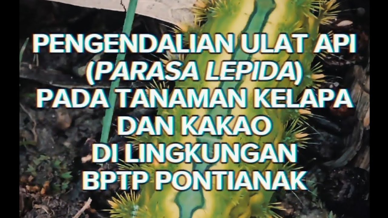 PENGENDALIAN ULAT API (PARASA LEPIDA) PADA TANAMAN KELAPA DAN KAKAO DI ...