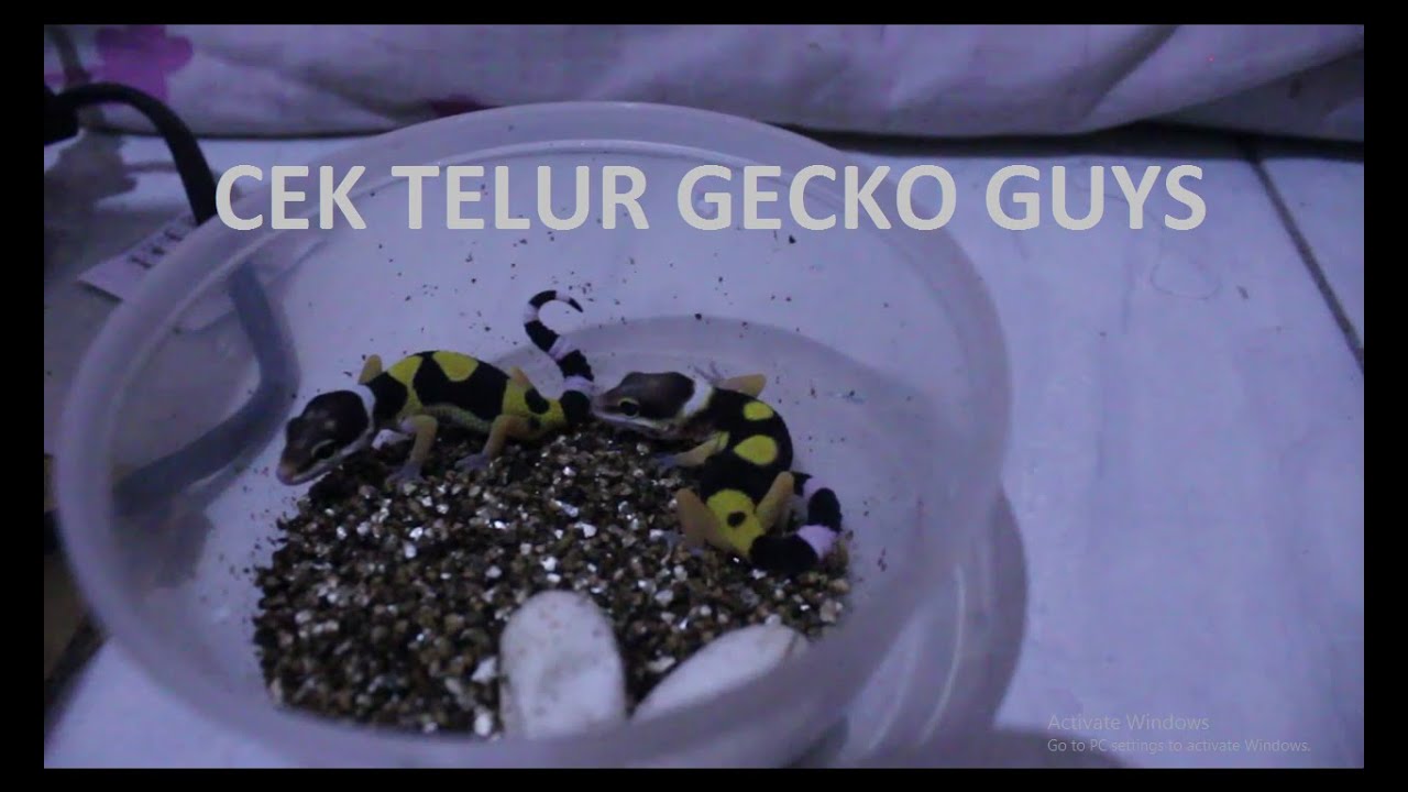 cek telur gecko - YouTube