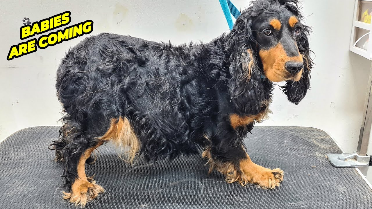 GROOMING A PREGNANT COCKER SPANIEL 🐶 ️ - YouTube