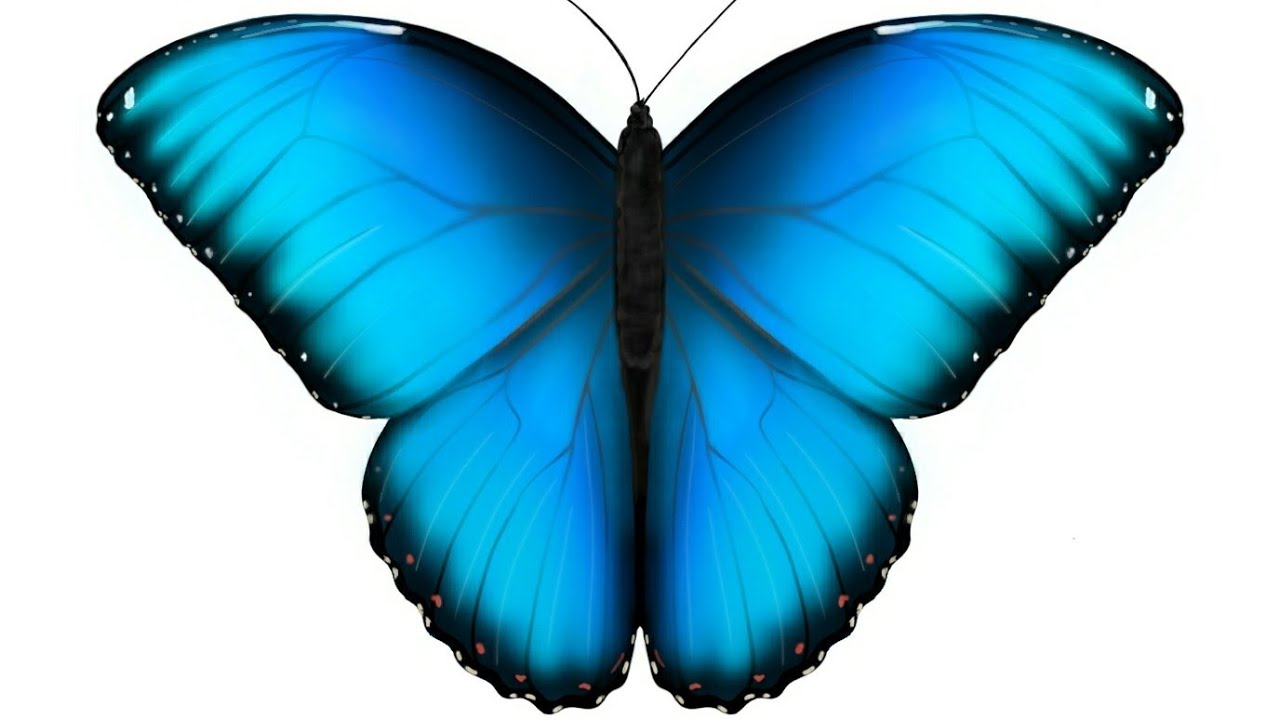 Draw Blue Morpho Butterfly in Ibis Paint x | Digital Painting - YouTube