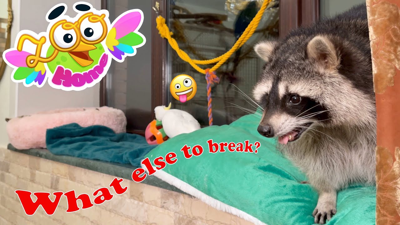 Marcel the raccoon and Charlie the parrot full of energy. - YouTube