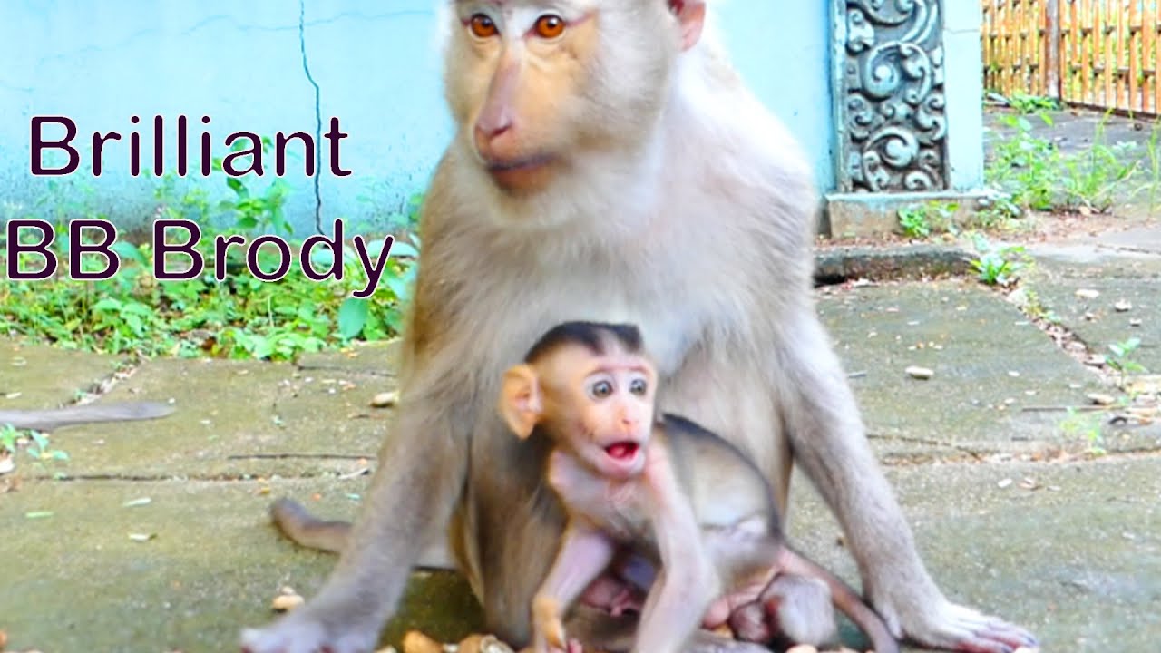 It's very sweet taste of Peanuts, Adorable BB Monkey Brody eating most ...