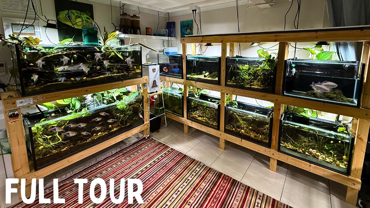 Keeping Fish Simples Private Home Fish Room - The Dream Setup! - YouTube