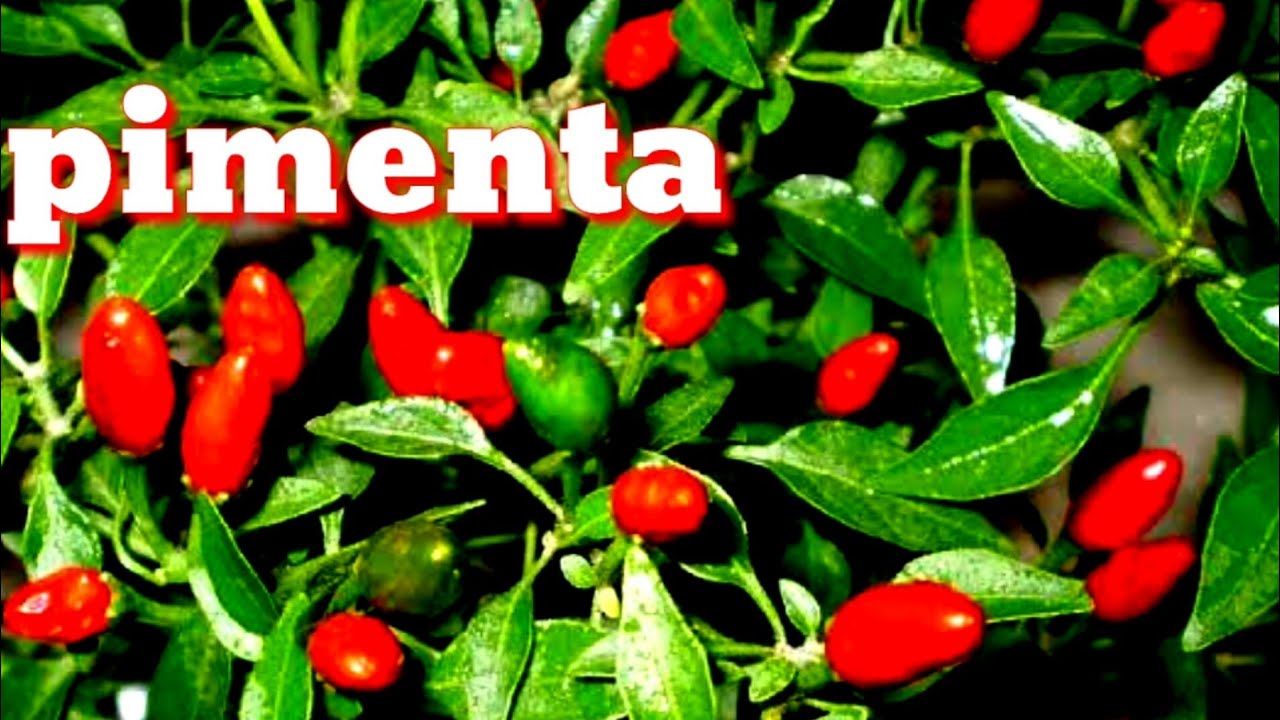 Como fazer seu pé de pimenta produzir 3 vezes mais - YouTube