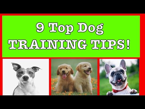 9 Top DOG Training Tips - Dog Training Videos For Beginners - YouTube