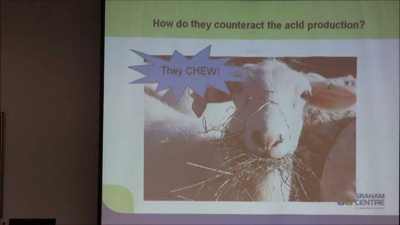Video 8: Fibre chop length and acidosis in sheep - YouTube