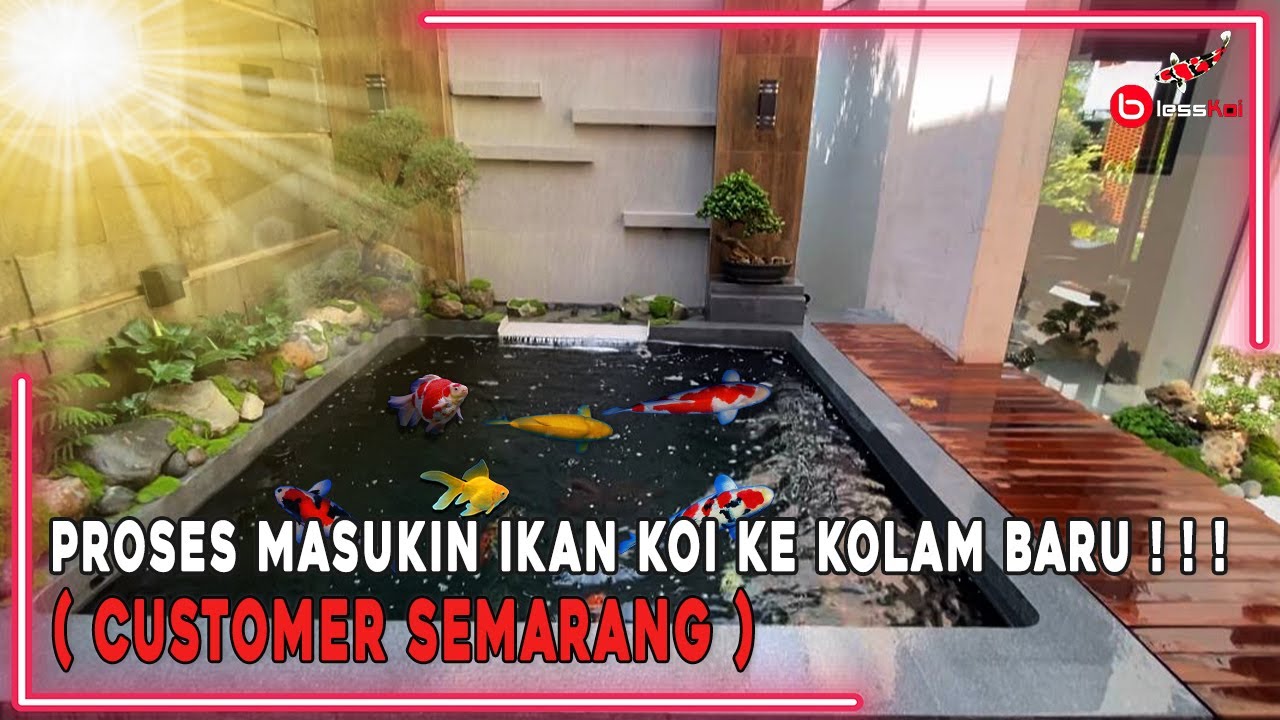 PROSES MASUKIN IKAN KOI KE KOLAM BARU ( CUSTOMER SEMARANG ) - YouTube