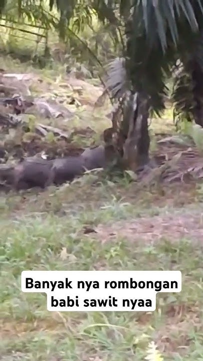 Mancing wader di kebun sawit ketemu rombongan babi hutan #mancing #mancingwader #babisawit - YouTube