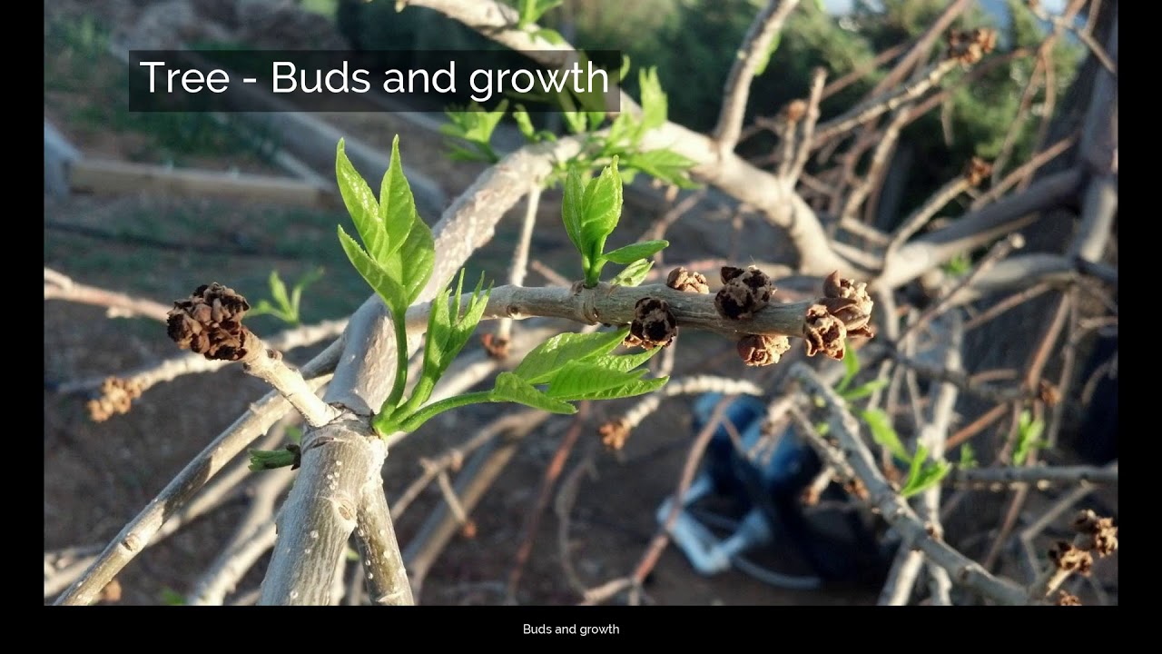 Tree | Parts and function | Roots | Trunk | Buds and growth | Leaves ...