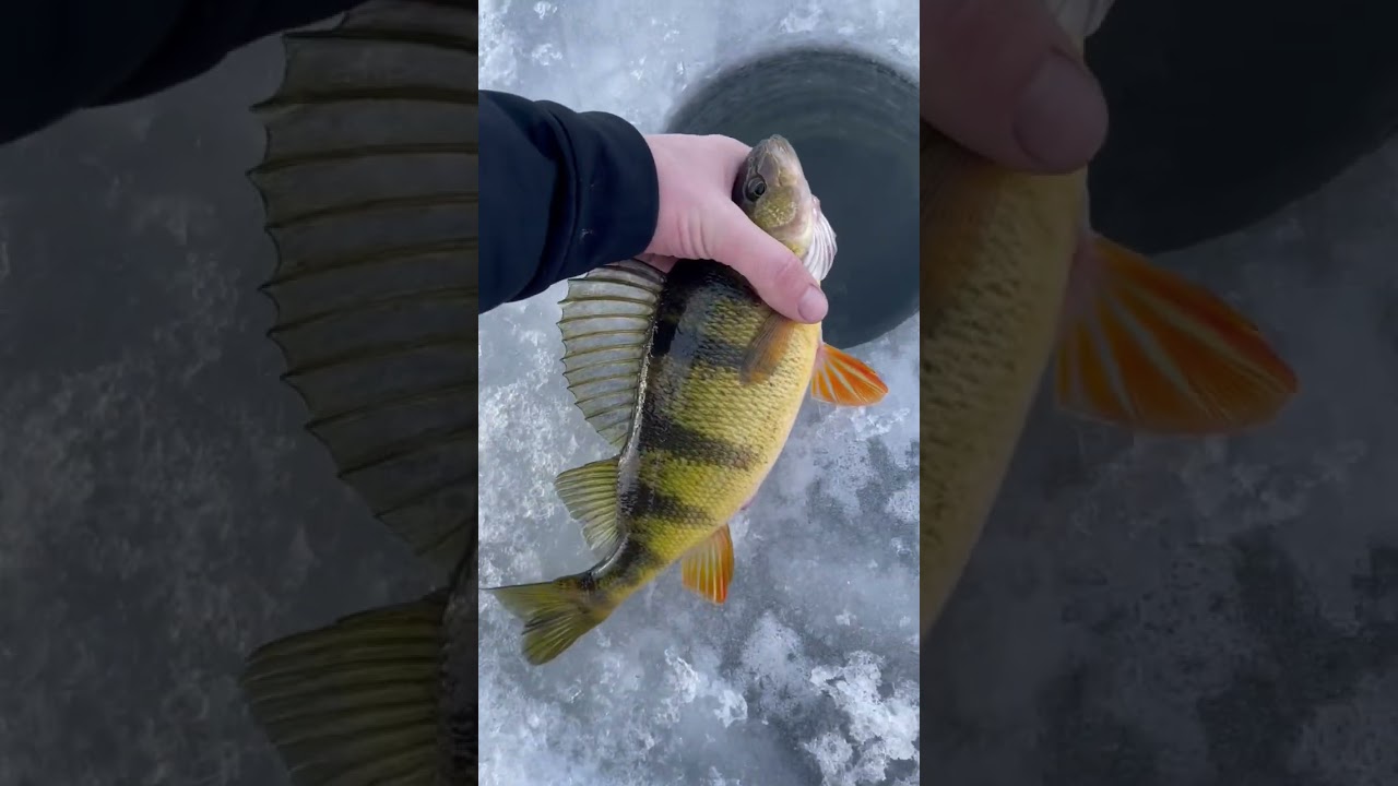 jumbo perch release 🔥🎣 - YouTube