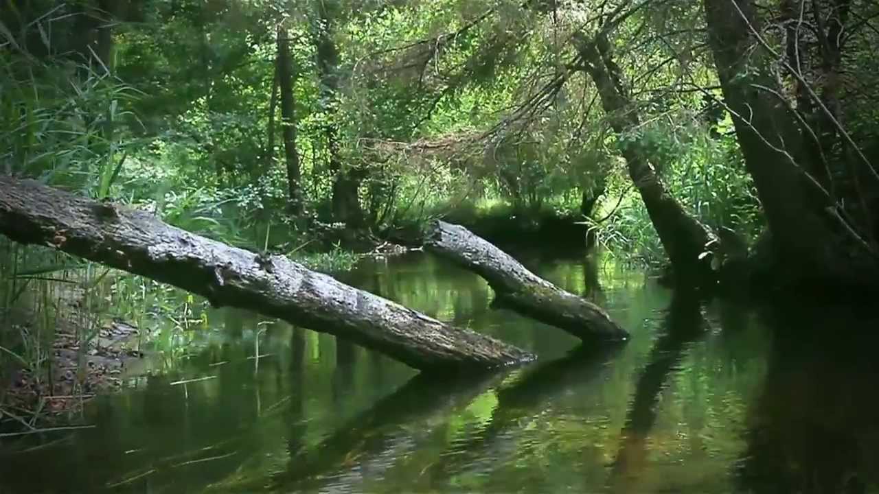 river BŪKA // Aukštaitija National Park // Lithuania - YouTube