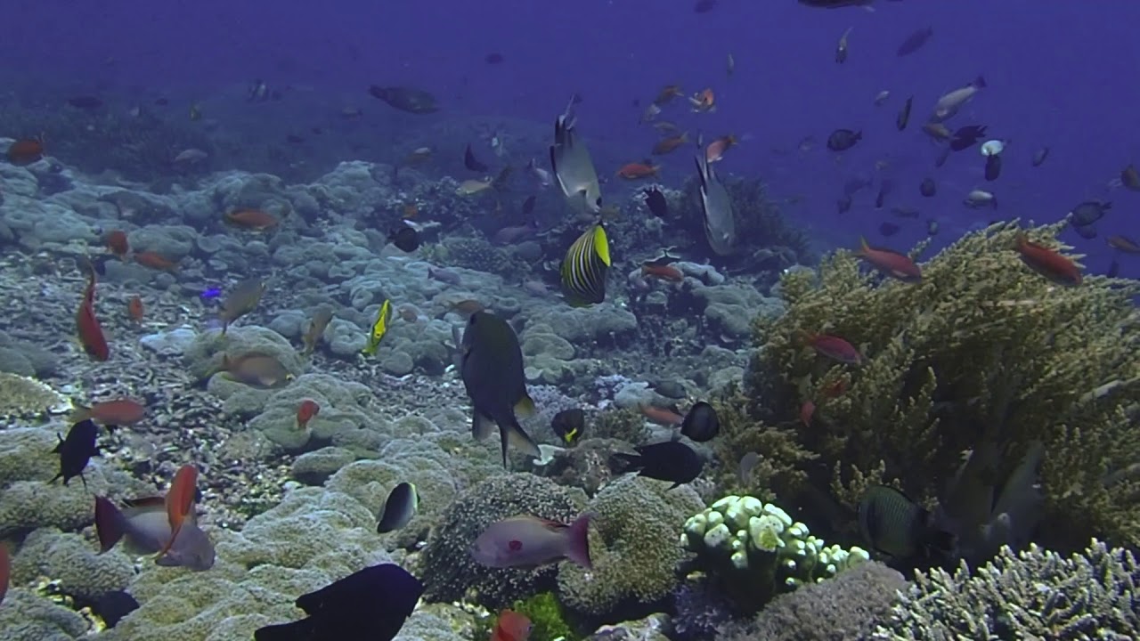 Notdunroamin: Diving at Siaba Kecil, Komodo NP Indonesia - YouTube