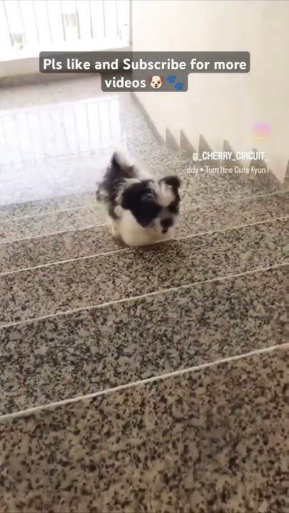 cherry's introduction #dogs #funny #puppy #cute #shorts #shihtzu - YouTube
