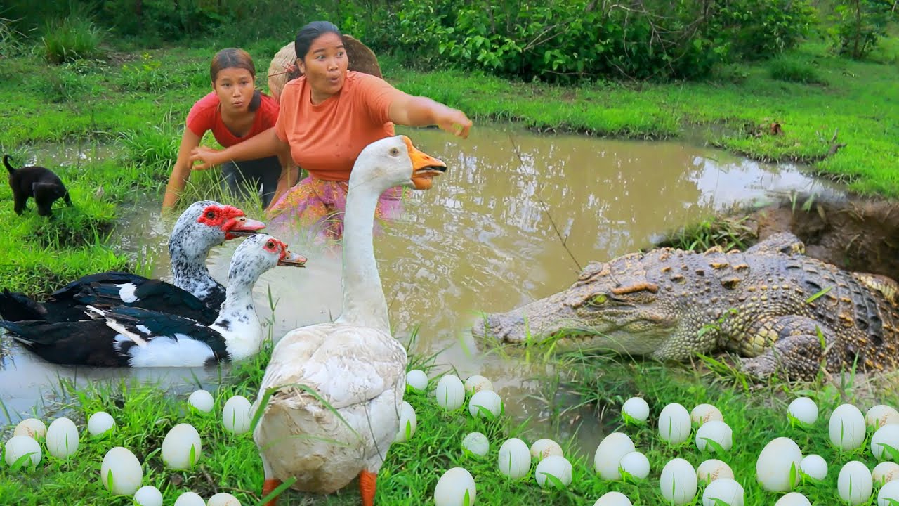 survival in the rainforest - Found Crocodile and Duck at river ...