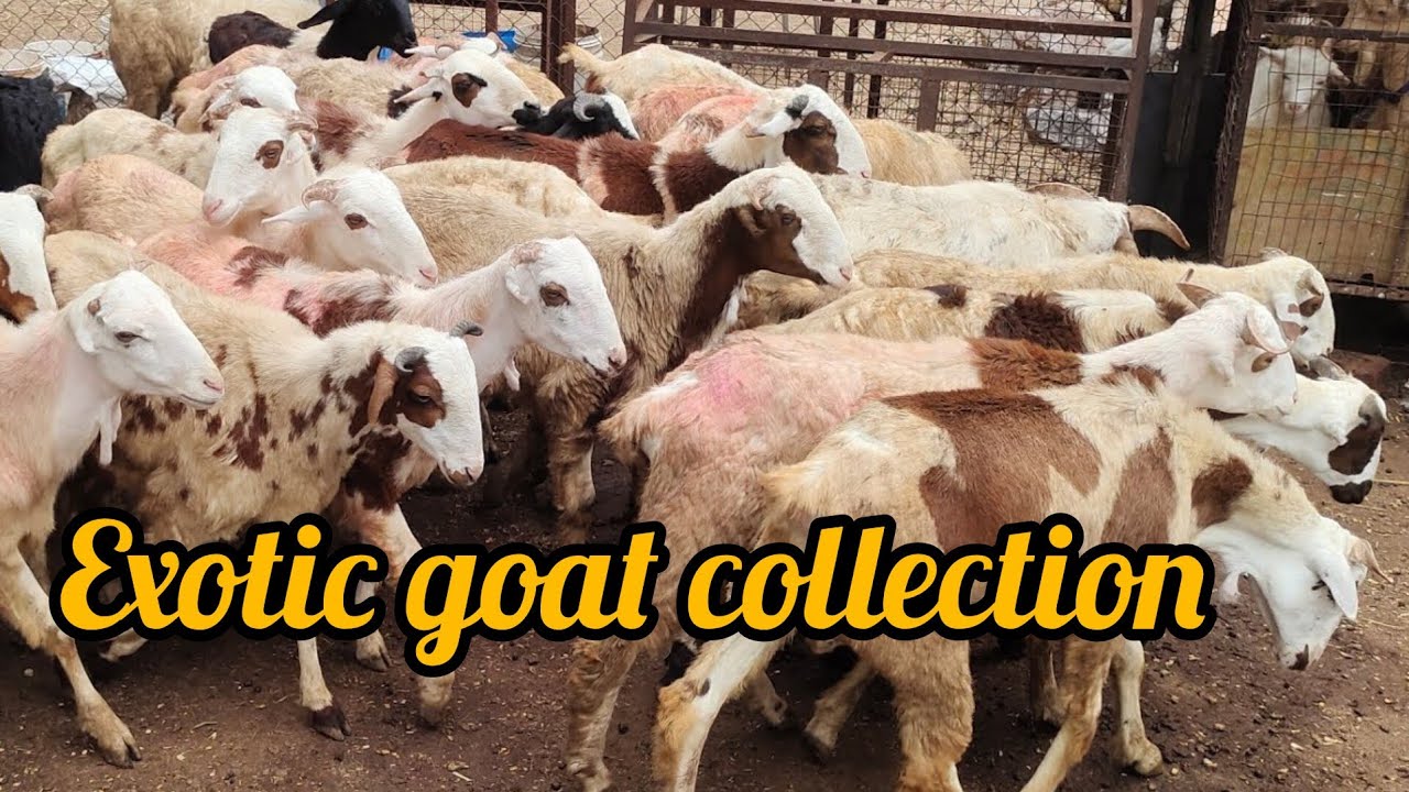pride goats & Sheep farm | Guntur sheeps available | exotic goats ...
