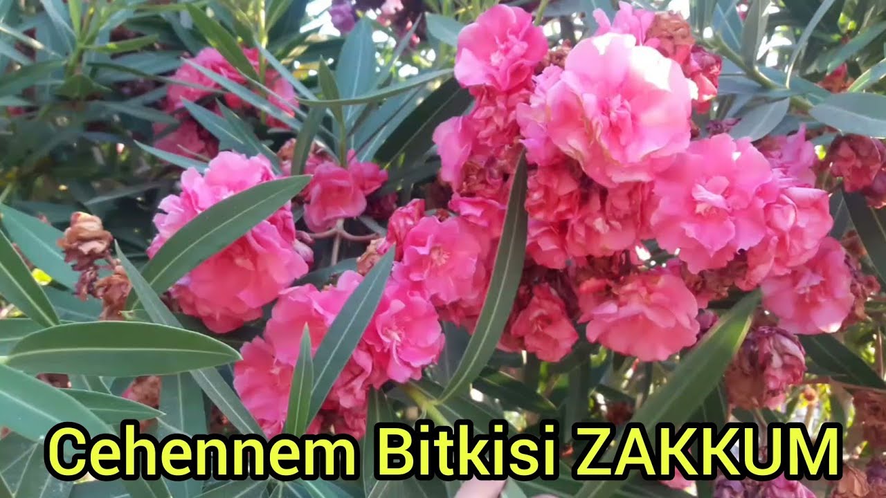 Zıkkım ye denilmesine sebep Kökü ve meyvesi zehirli olan zakkum çiçeği ...