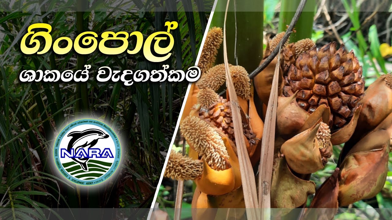 GINPOL ( Nypa fruticans ) in Sri Lanka - YouTube