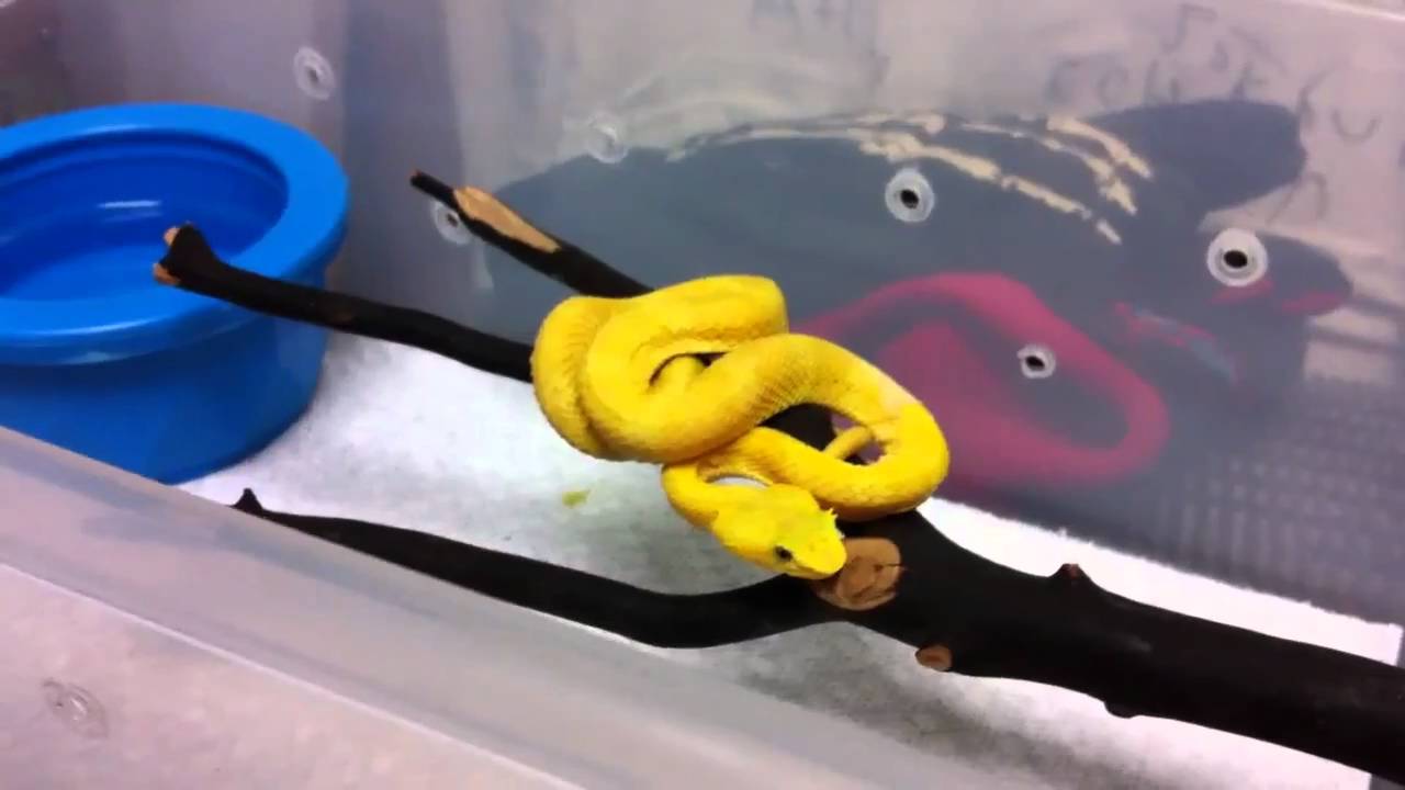 Eyelash baby pit viper - YouTube