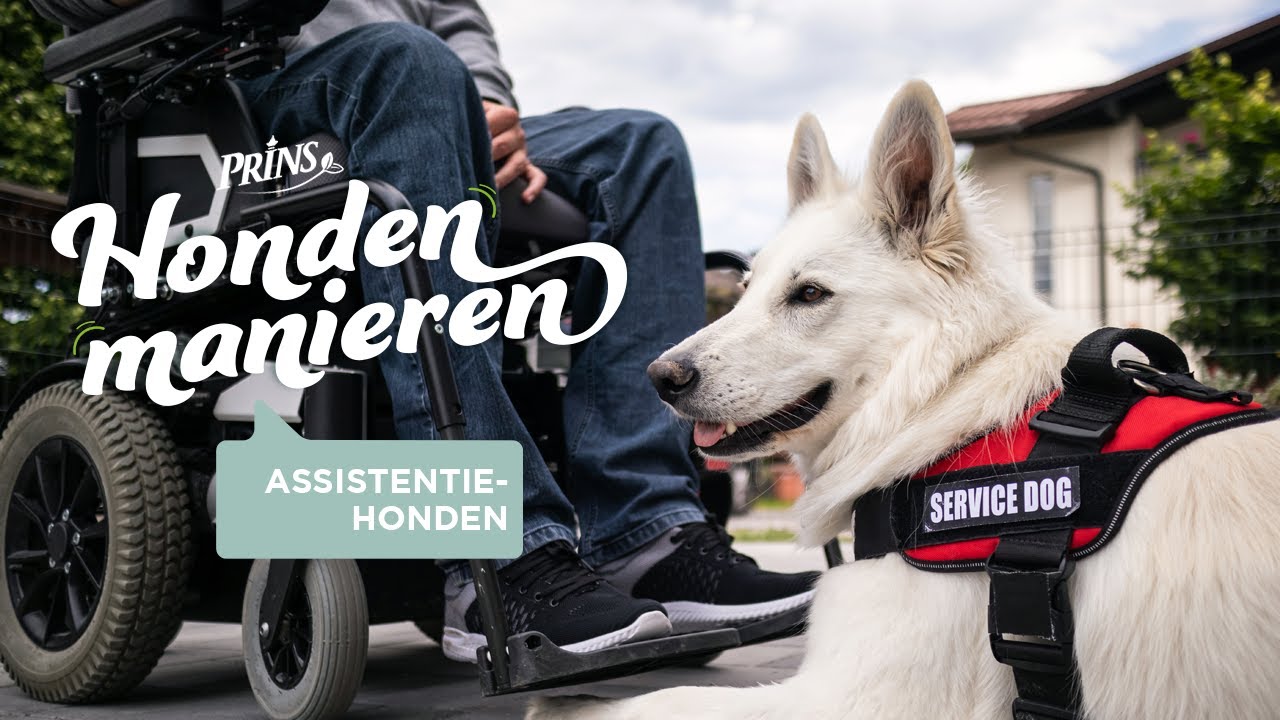 Hondenmanieren Q&A: Je Eigen Assistentiehond Opleiden? Met Joop Mekke ...