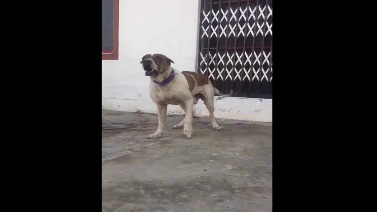 HUGE AGGRESSIVE PURE PAKISTANI BULLY KUTTA Barking - YouTube